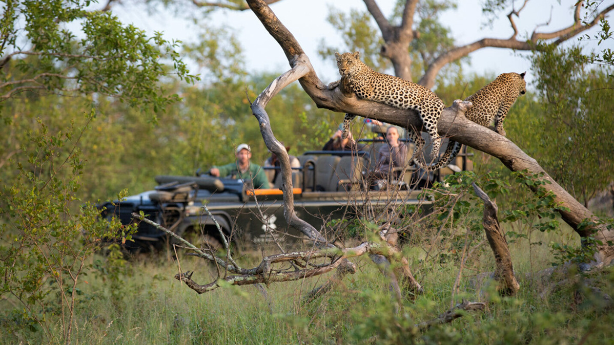 Londolozi Game Reserve | Luxury Big 5 Safari | Sabi Sands