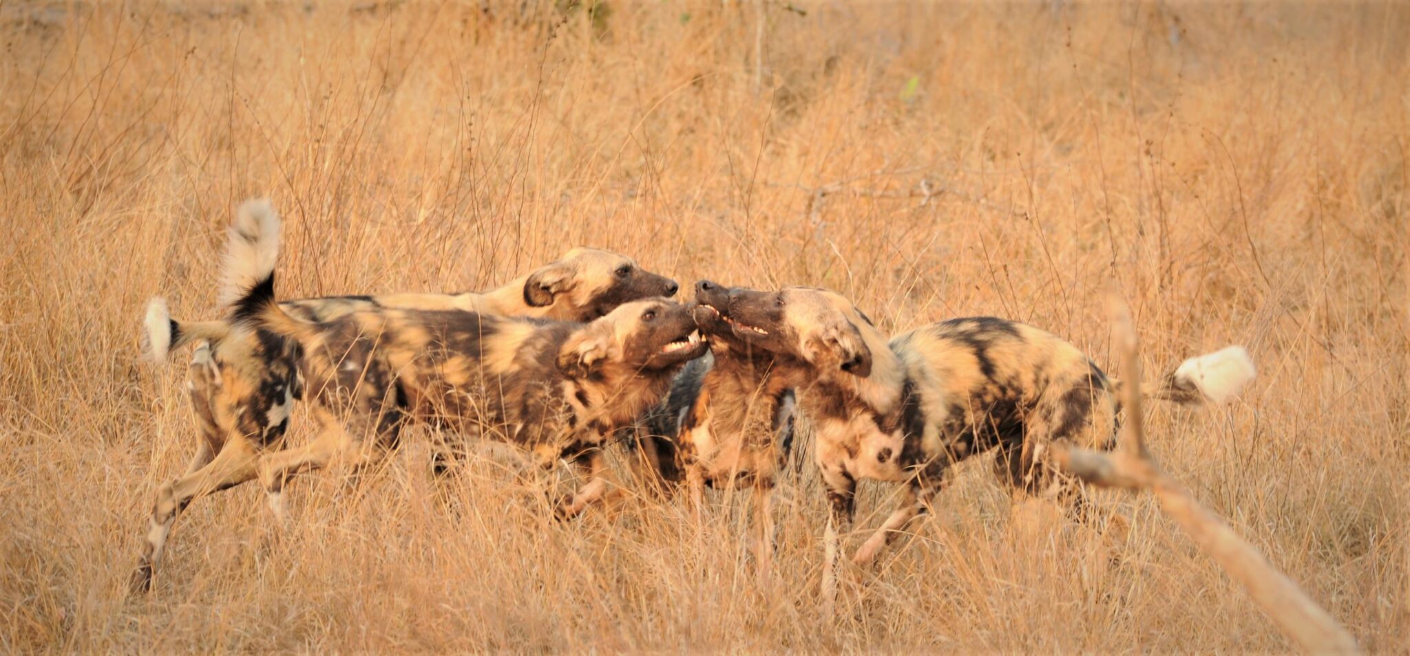 #SafariChat: Interview with Kruger Expert, Cedric Dold